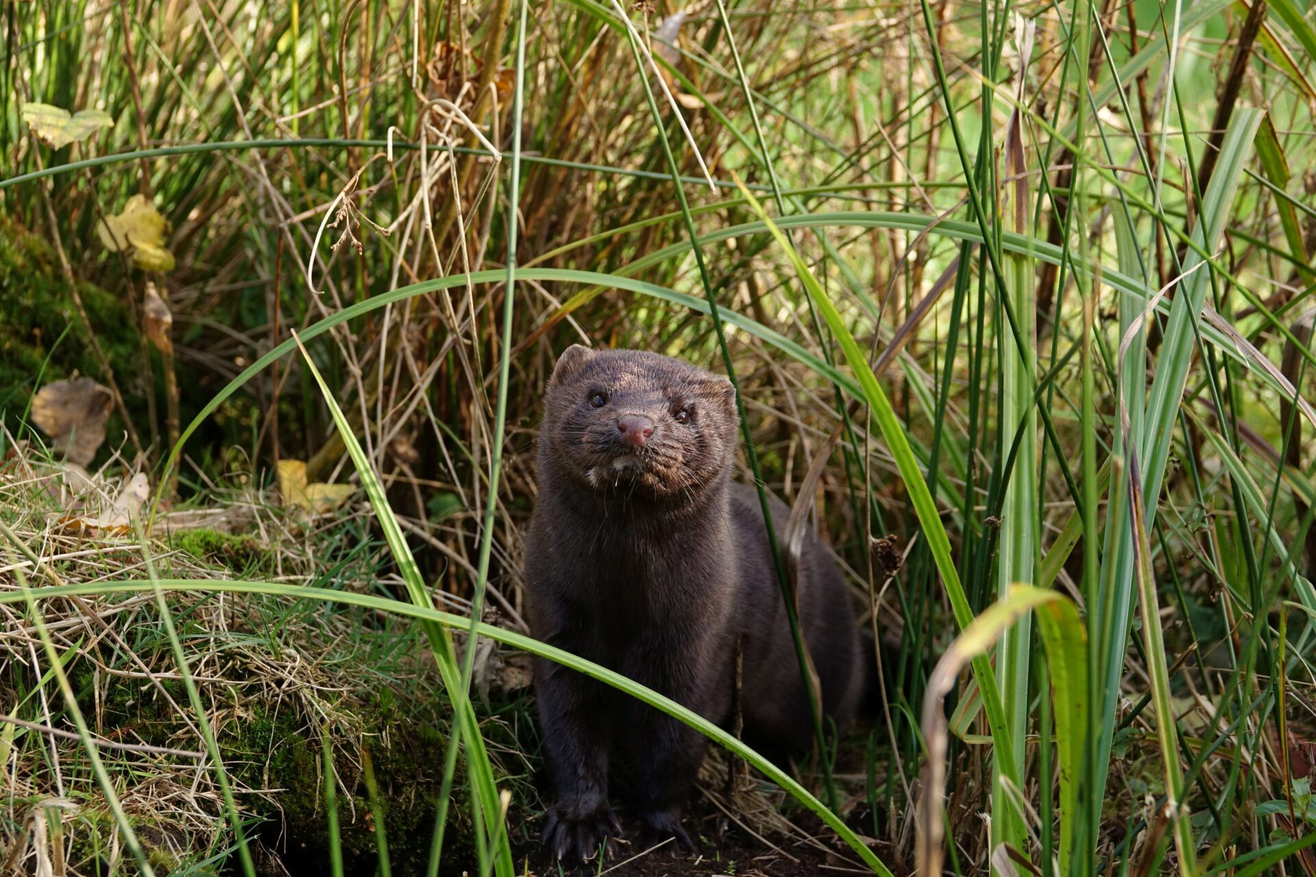 Hankensbüttel | Otter-Zentrum